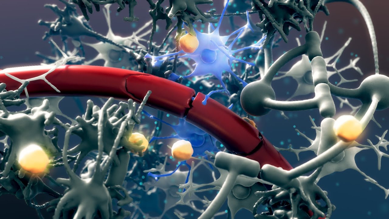 Animation of therapy to boost regulatory T-cell levels in the brain ...