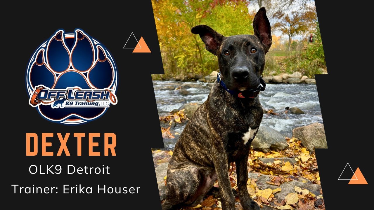 5 m/o Shepherd Mix “DEXTER” | Incredible Obedience | Trainer Erika Houser - YouTube