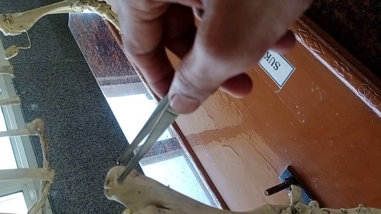 Radius and Ulna of Pig - YouTube