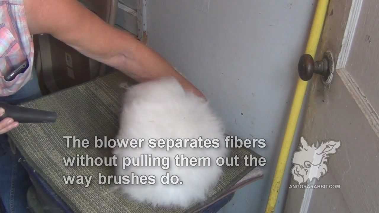 Using a Grooming Blower on an Angora Rabbit - YouTube