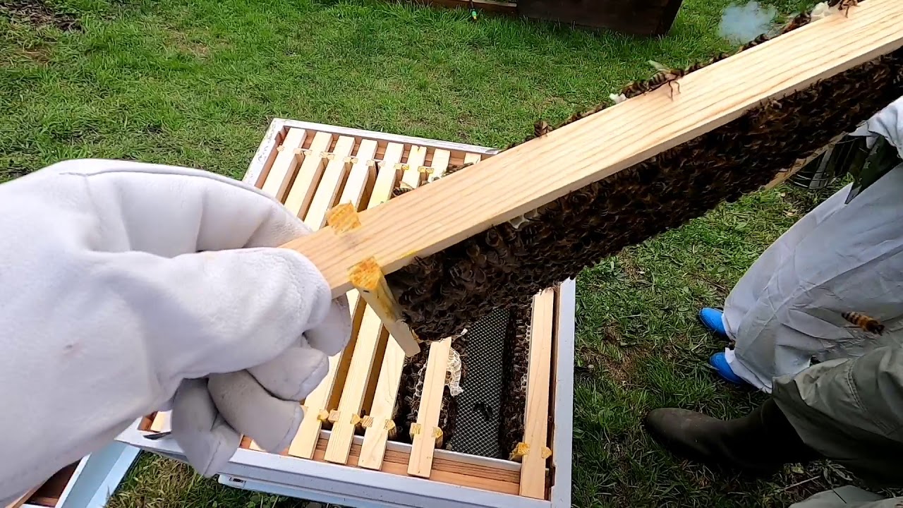 My first beehive inspection - YouTube