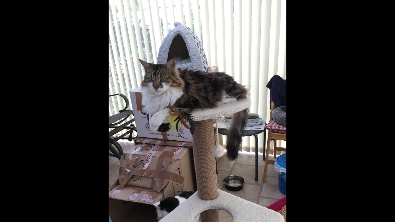 My Name is Maximus Decimus Meridius My Names Jeff - Wookie and Lily the ...