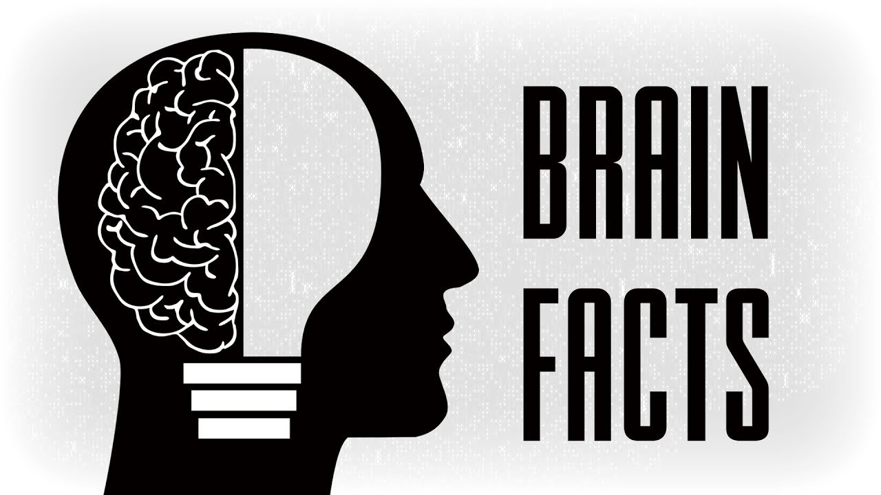 45 Facts About Your Brain That Your Brain Didn t Know YouTube 45-facts-about-your-brain-that-your-brain-didn-t-know-youtube