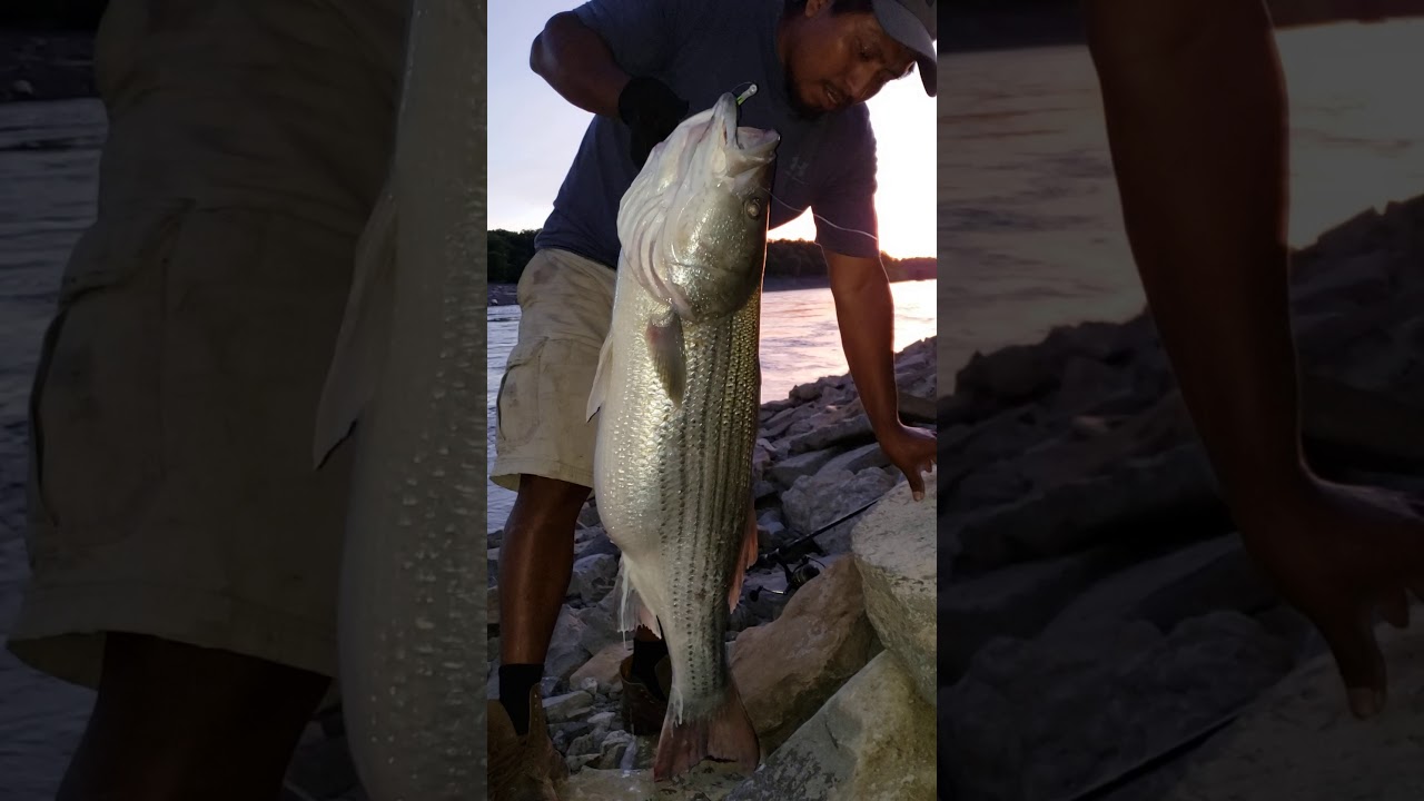Como pesca pesada 😂😂😂 - YouTube