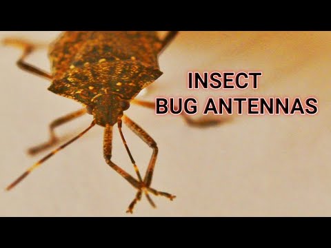INSECT / BUGS ANTENNAS - YouTube