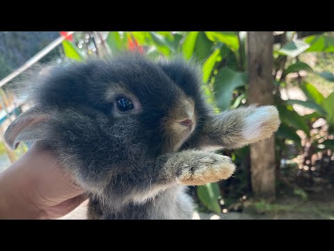 Tavşanlarda Cinsiyet Ayırmak Sandığınızdan Zor mu? Deneyin