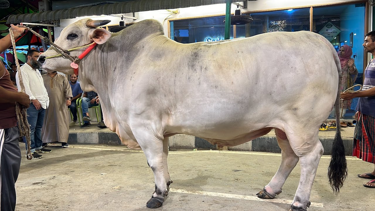 Godzilla The Iconic Heavyweight Bull | Huge Size | Sadeeq Agro | The ...