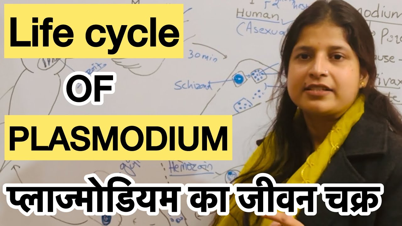 Class 12 _BIOLOGY| life cycle of PLASMODIUM| प्लाज्मोडियम का जीवन चक्र ...