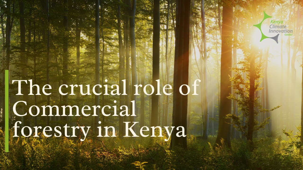 The crucial role of commercial forestry in Kenya - YouTube