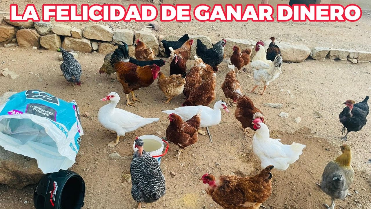 Rutina criando 40 gallinas como negocio - YouTube