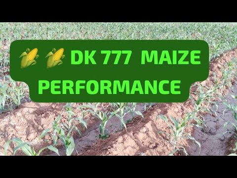 HOW TO PLANT DK MAIZE IN SEMI-DESERT ENVIRONMENT AND HARVEST 40 BAGS ...