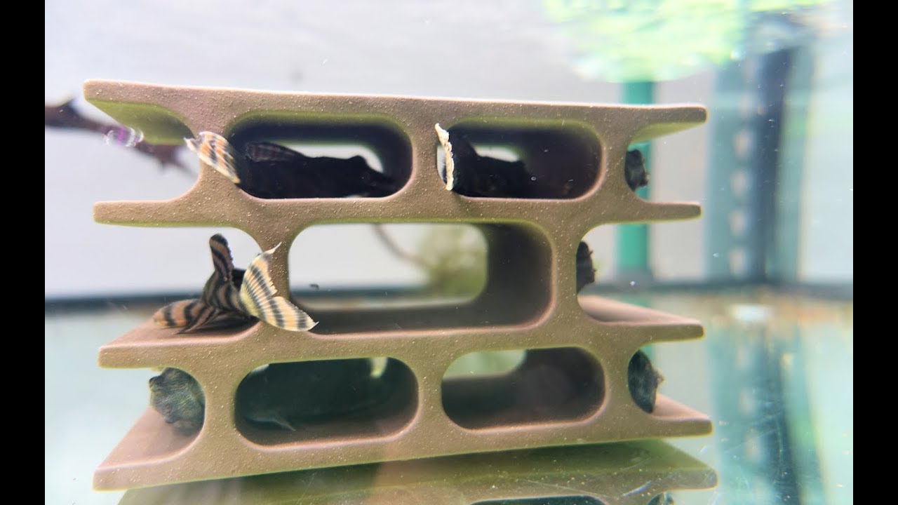 Still No Success on the Pleco Breeding Fish Rack 4K - YouTube