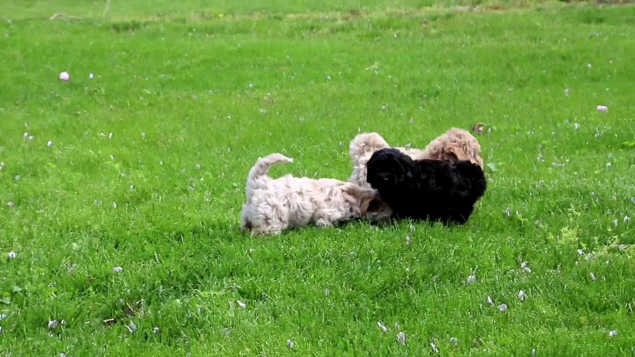 Pomapoo Puppies For Sale - YouTube