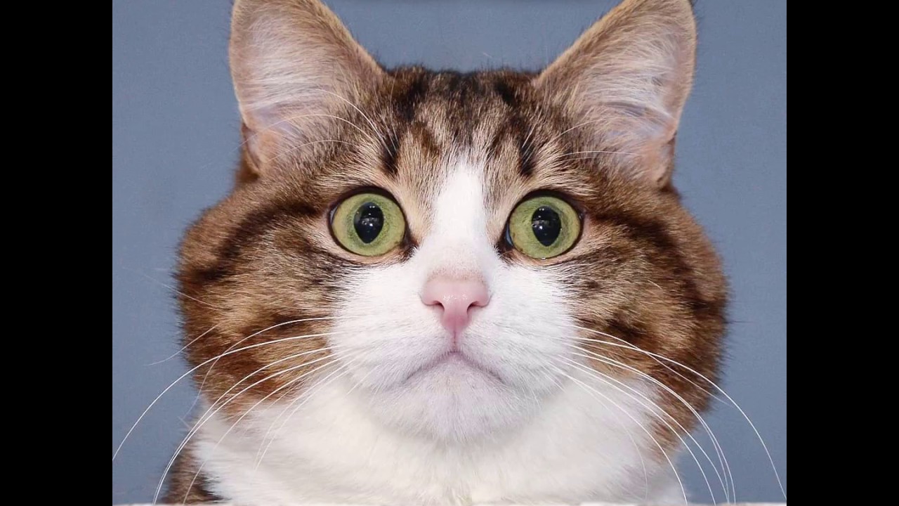 The Most Expressive Cat on The Internet - YouTube