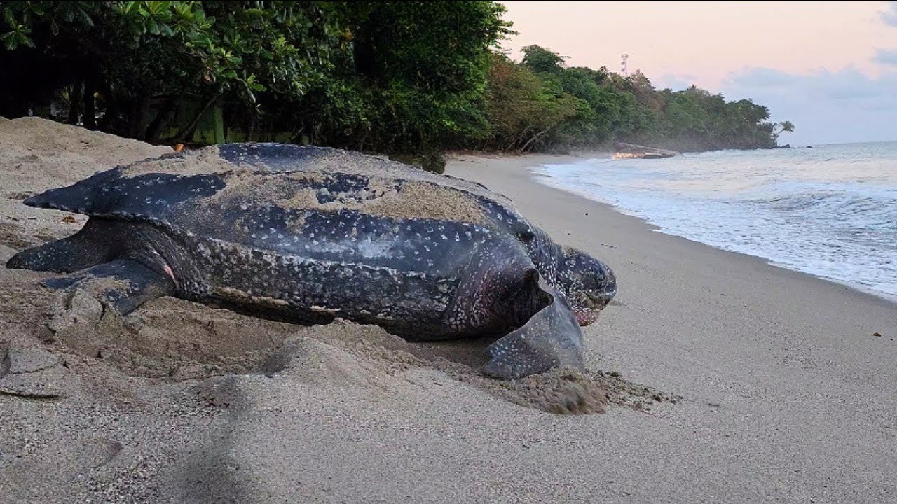 Facts: The Largest Sea Turtle | Leatherback Turtle - YouTube