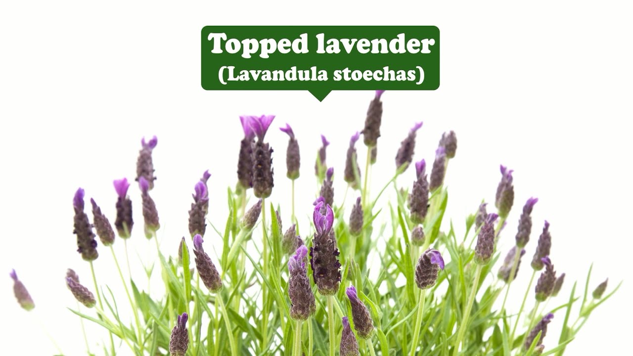 Devotion, purity, calm, beauty, silence--Topped lavender - YouTube