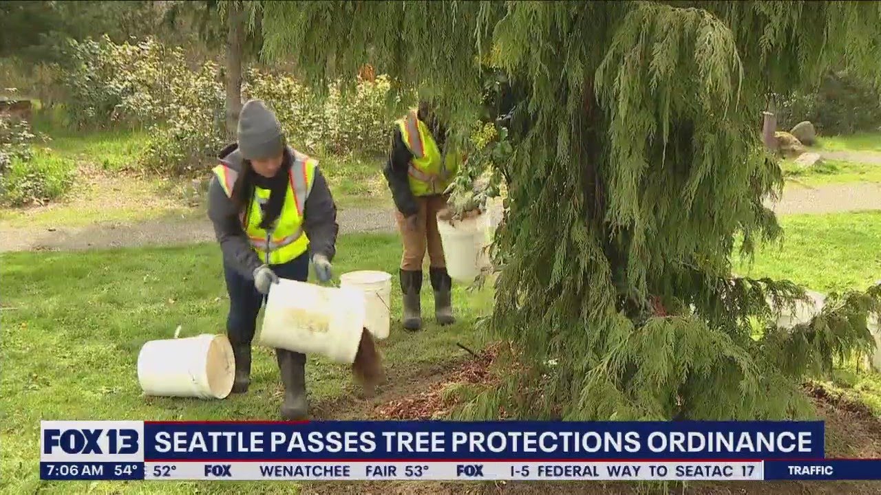 Seattle passes tree protection ordinance in effort to create more ...