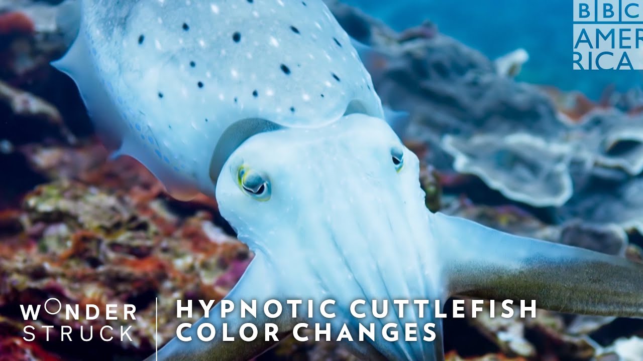 Hypnotic Cuttlefish Color Changes 🦑 Wonderstruck | BBC America - YouTube