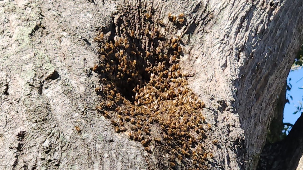 Honey bee removal and saving from tree - YouTube