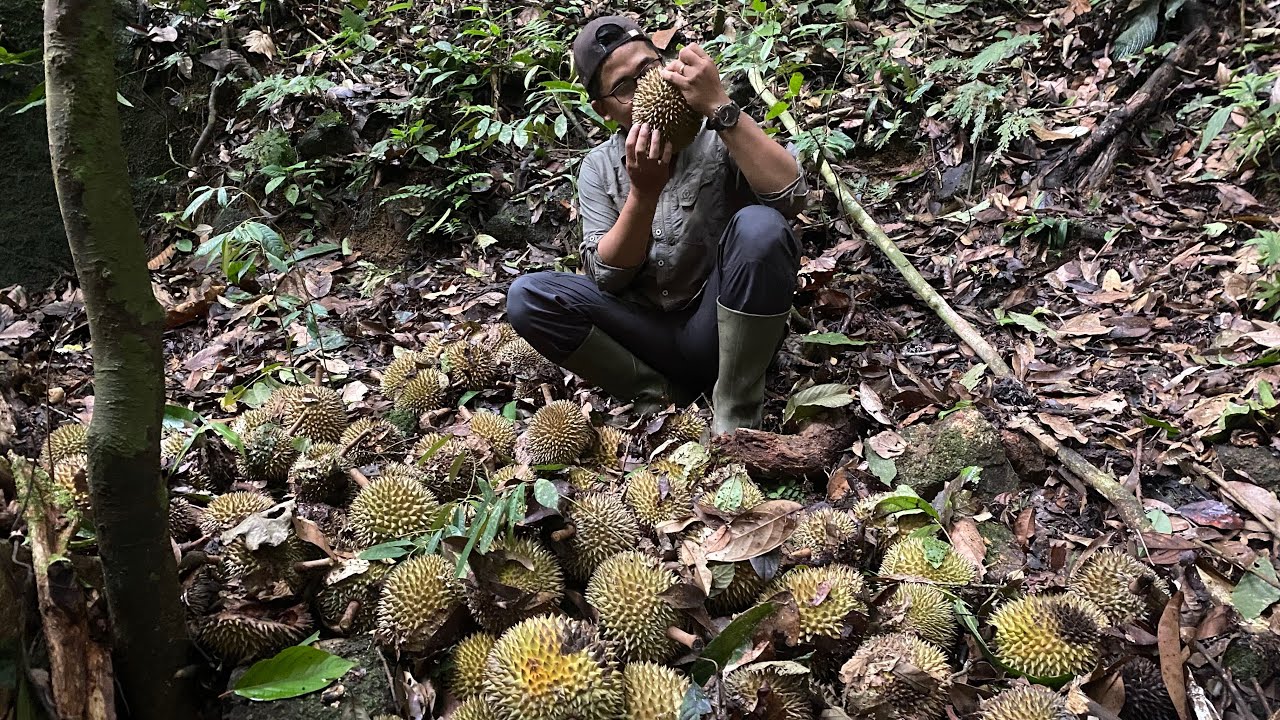 Panen Durian Hutan tak Bertuan hanya di Kalimantan - YouTube