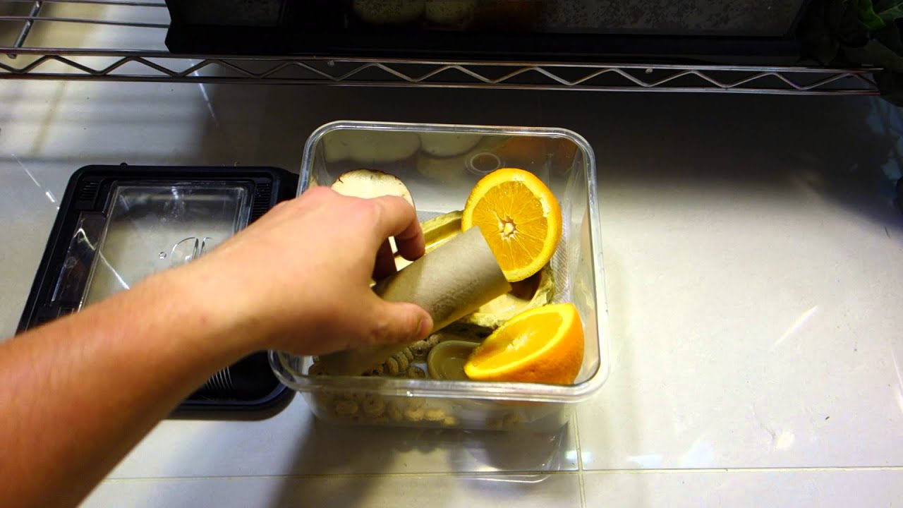 How to create a cricket gut loading enclosure - YouTube