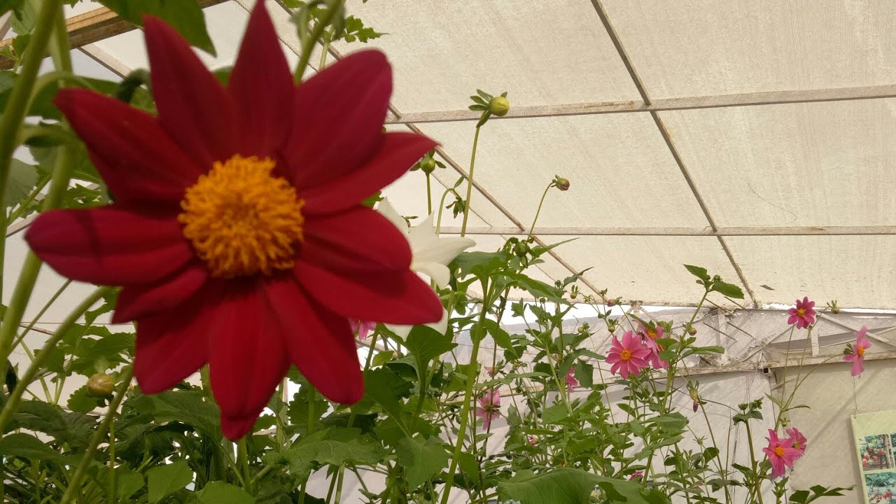 Hydroponic Grow Cut Flower