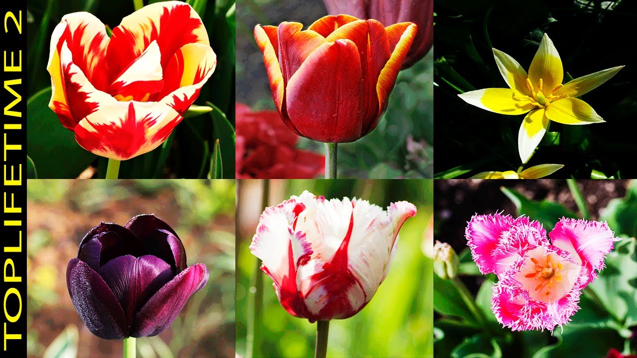 10 Tipos de Tulipanes Únicamente Bellos - YouTube