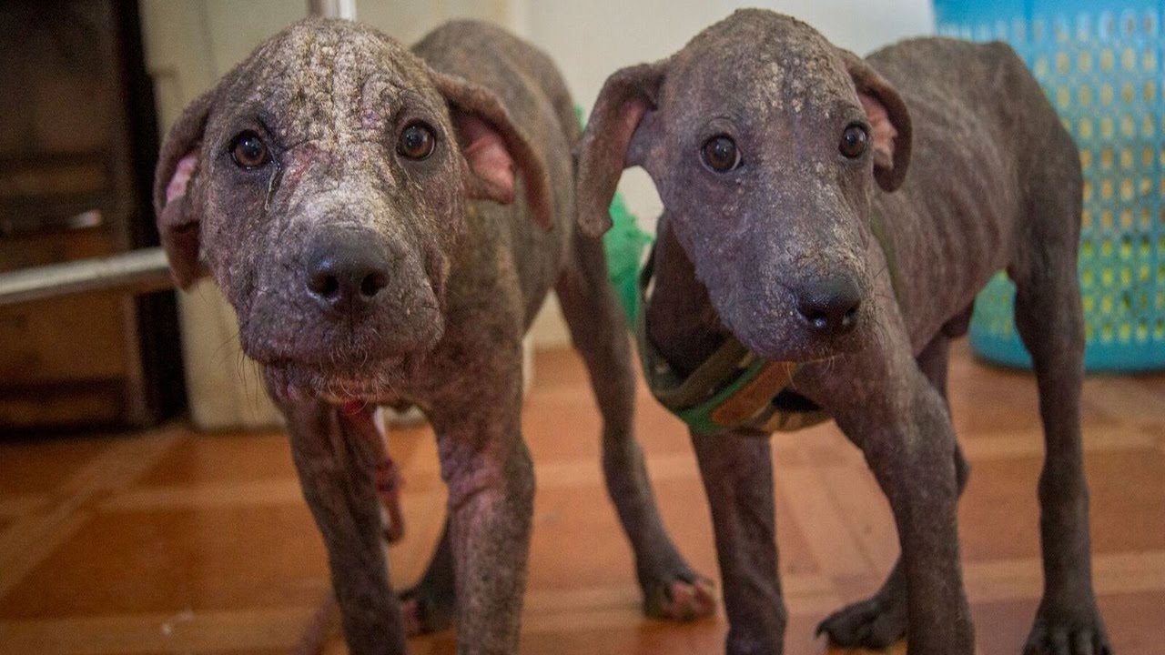 Even While Suffering, These Dogs Showed Nothing But Love - YouTube