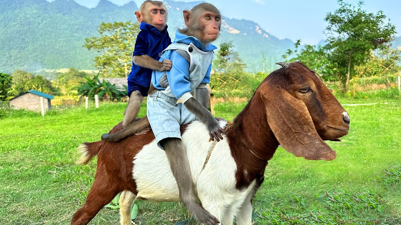 Smart Bim Bim And Baby Monkey Obi loves to ride goat - YouTube
