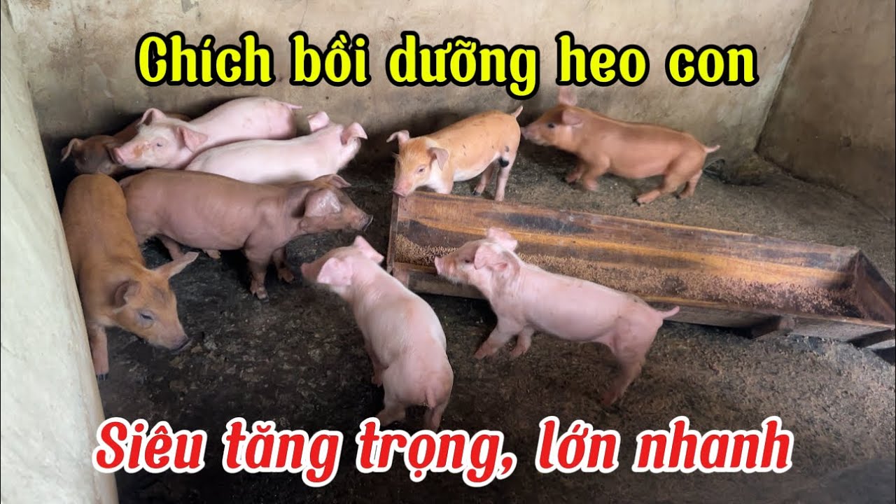 Chích bồi dưỡng heo con thiếu sữa mẹ nhanh lớn _ Đợi Thú Y - YouTube