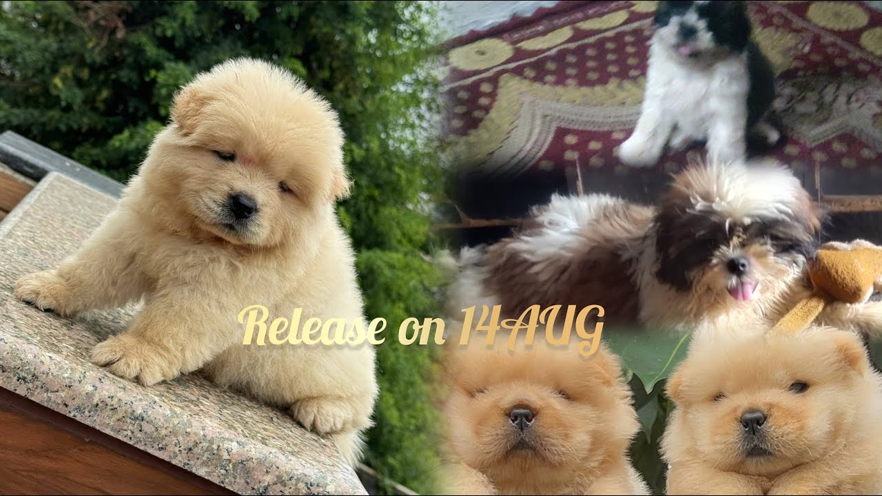 Chow Chow vs. Shih Tzu: (who' win) anouncement vedeo out now|Av ...