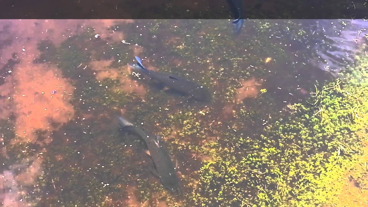 Grass Carp "White Amur" Peaceful Habitat - YouTube