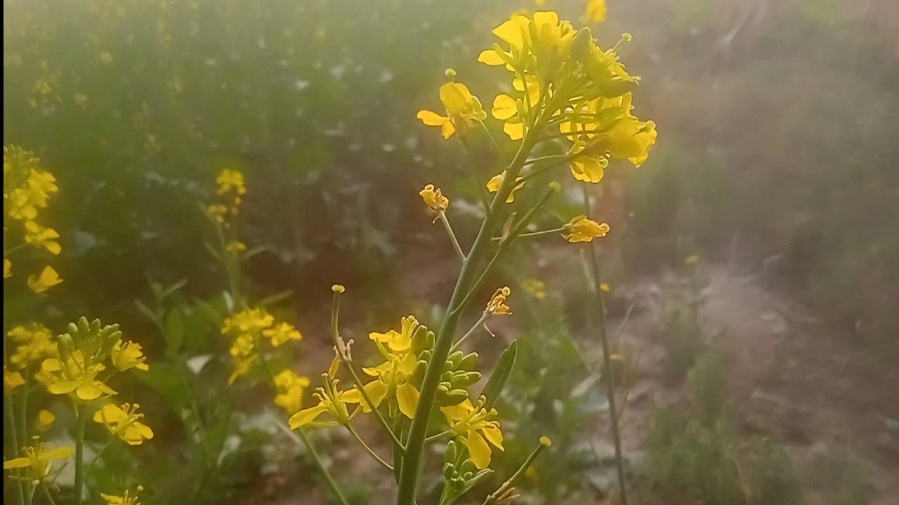 Mustard Flower | Mustard Plant | Sarson ka phool | #sppuanworld # ...