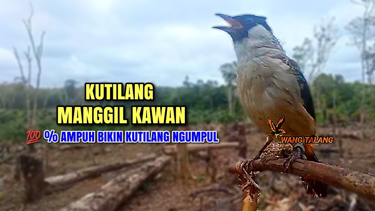 Suara Burung Kutilang Gacor Asli 100% Ampuh Untuk Memanggil Burung ...