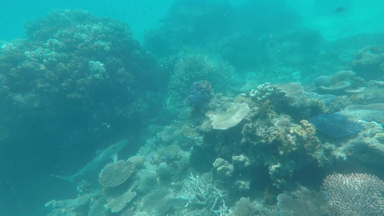 Reef Shark - Mackay and Undine Cay - Cape Tribulation, Queensland - YouTube