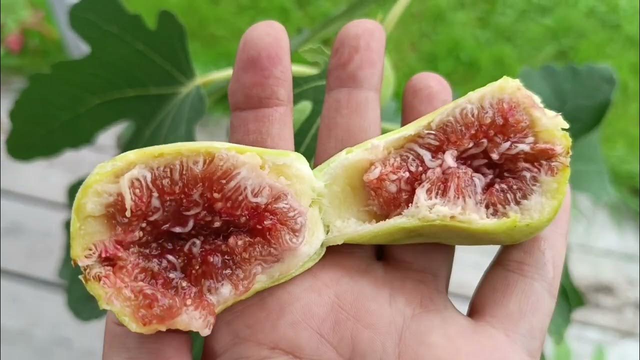 инжир Далматский - YouTube