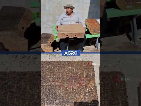 15 Dakika Binlerce Sinek Yakaladı! Adana Usulü Sinekle Mücadele #shorts