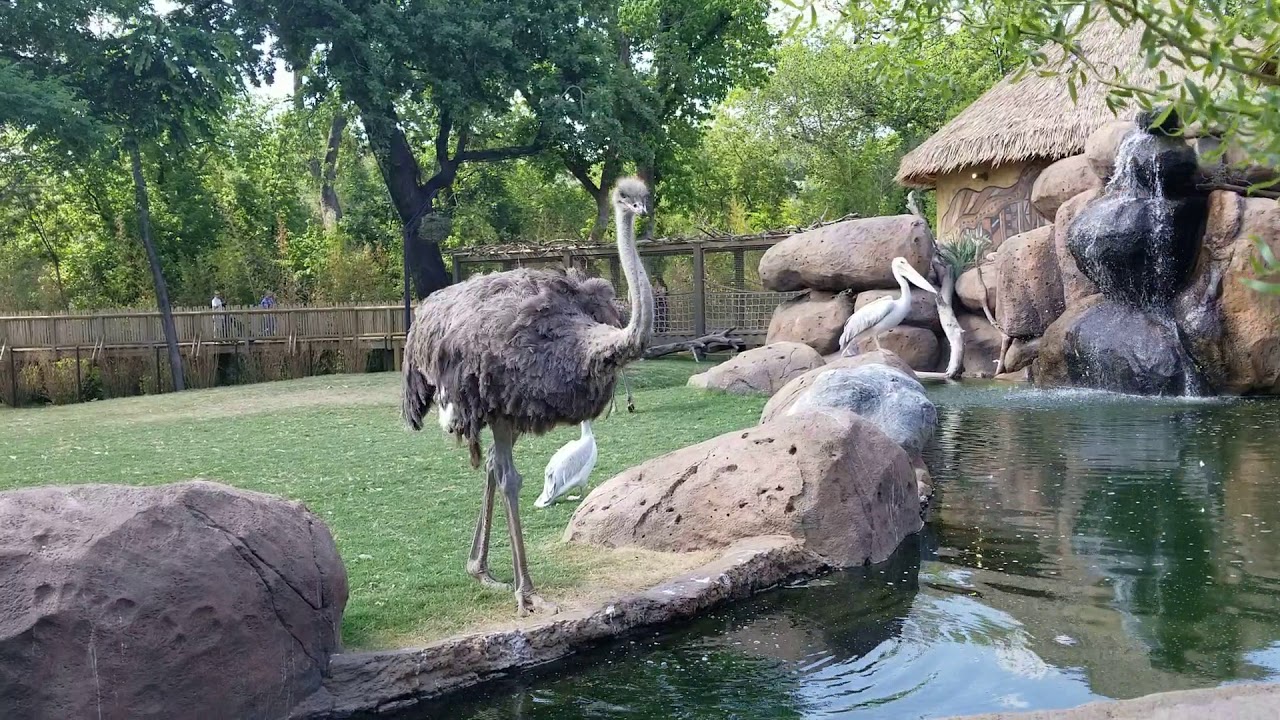 Ostrich drinking water - YouTube