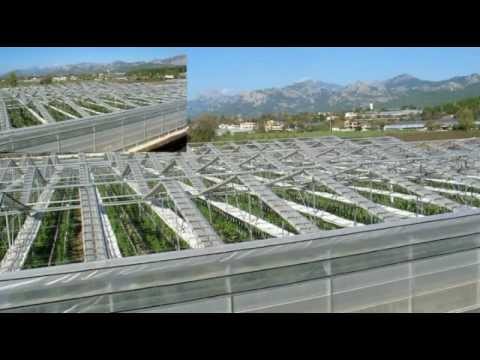 50 varieties of tomatoes in a retractable roof house at Hasel Tarim ...