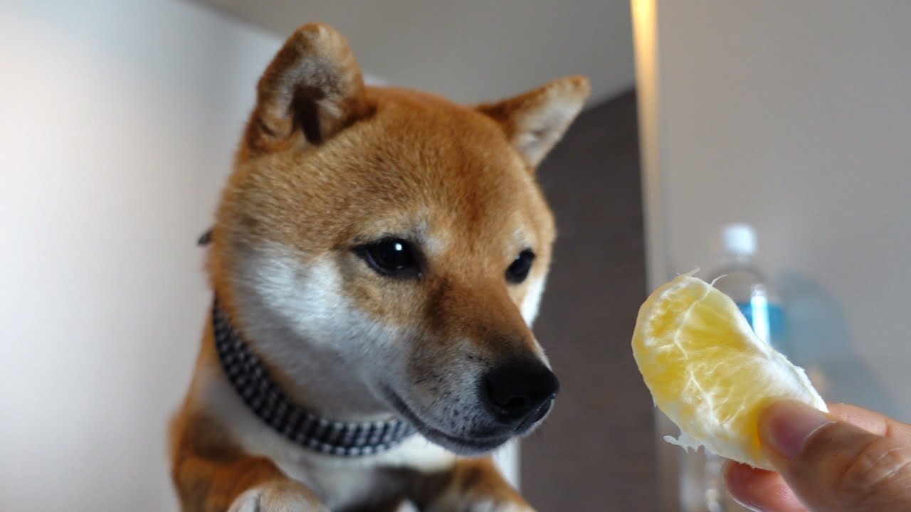 犬にミカンをあげてみた｜I tried giving a mandarin orange to a dog | A small ...