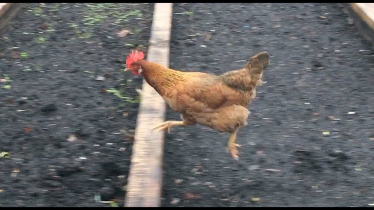 chickens doing hurdles - YouTube
