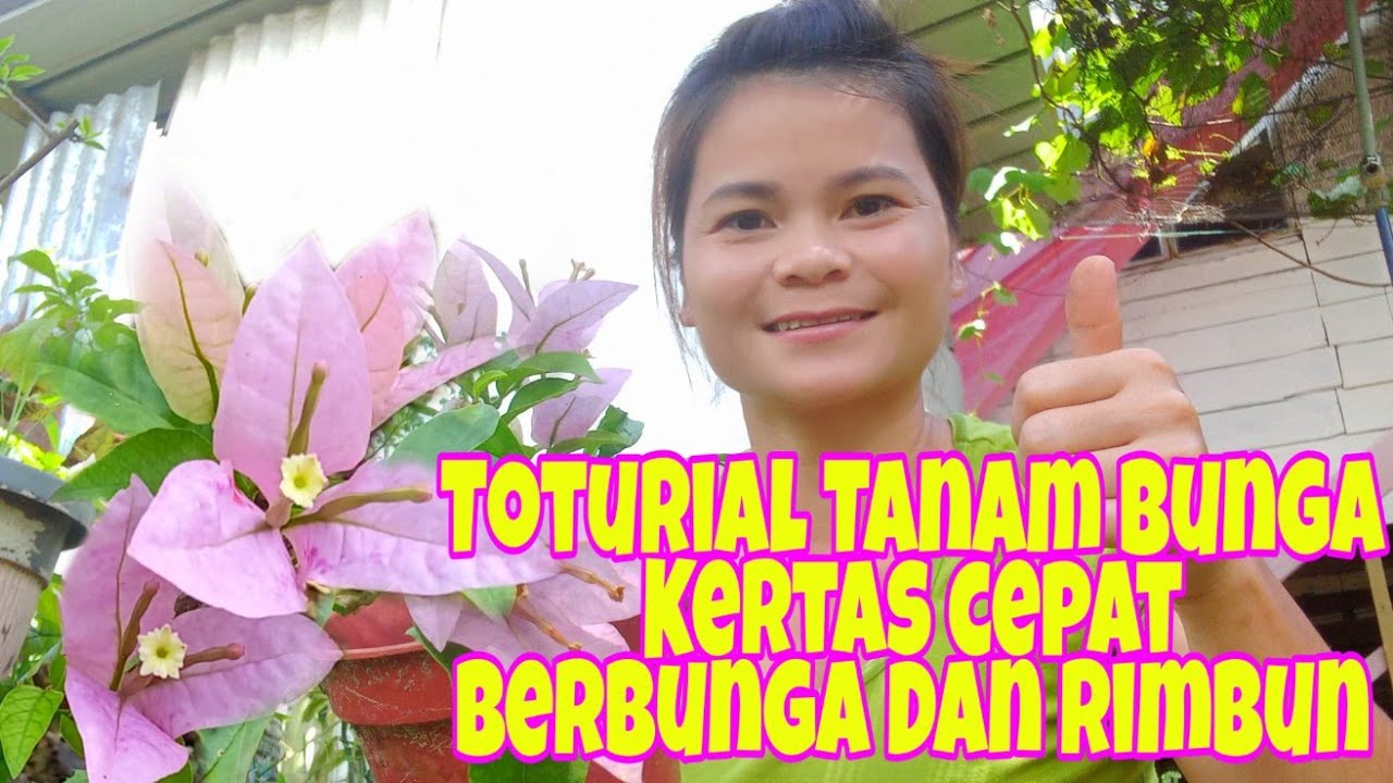 Toturial | Cara Tanam Bunga Kertas Cepat Berbunga Dan Rimbun ...