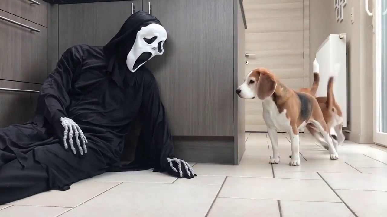 Beagles vs Ghostface Prank : Beagle Universe - YouTube