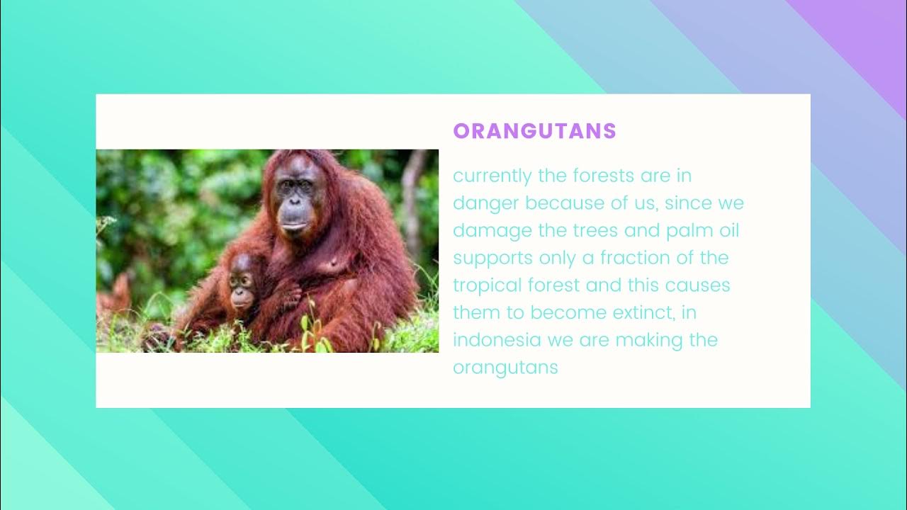 Our Planet Jungles - YouTube