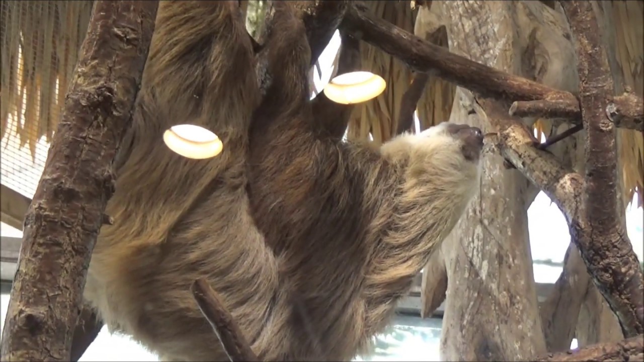 Hoffman's Two-Toed Sloth, Red Titi Monkeys and Pygmy Marmosets at ...