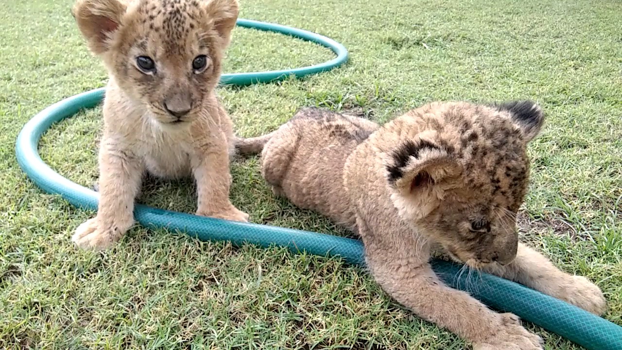 live video of tiger cubs getting training in a zoo - YouTube