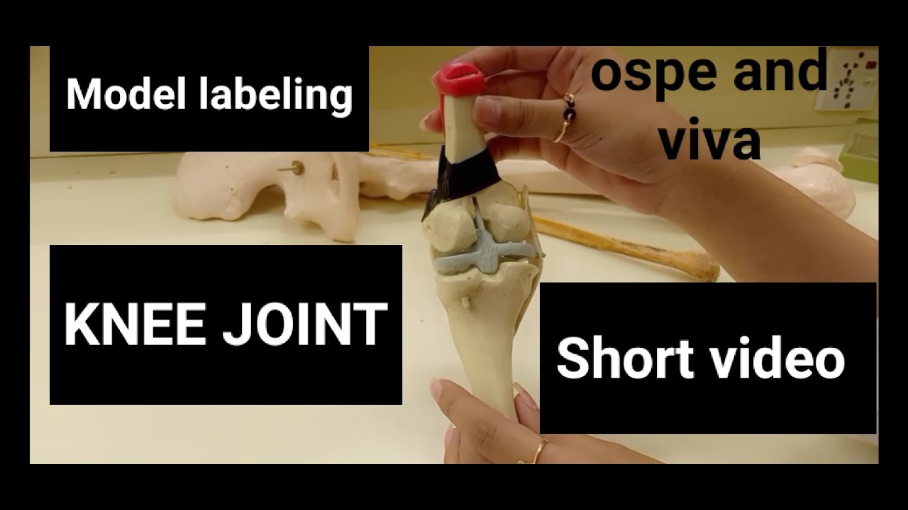 MODEL OF KNEE JOINT LABELING. SHORT VIDEO, IMPORTANT FOR EXAM AND ...