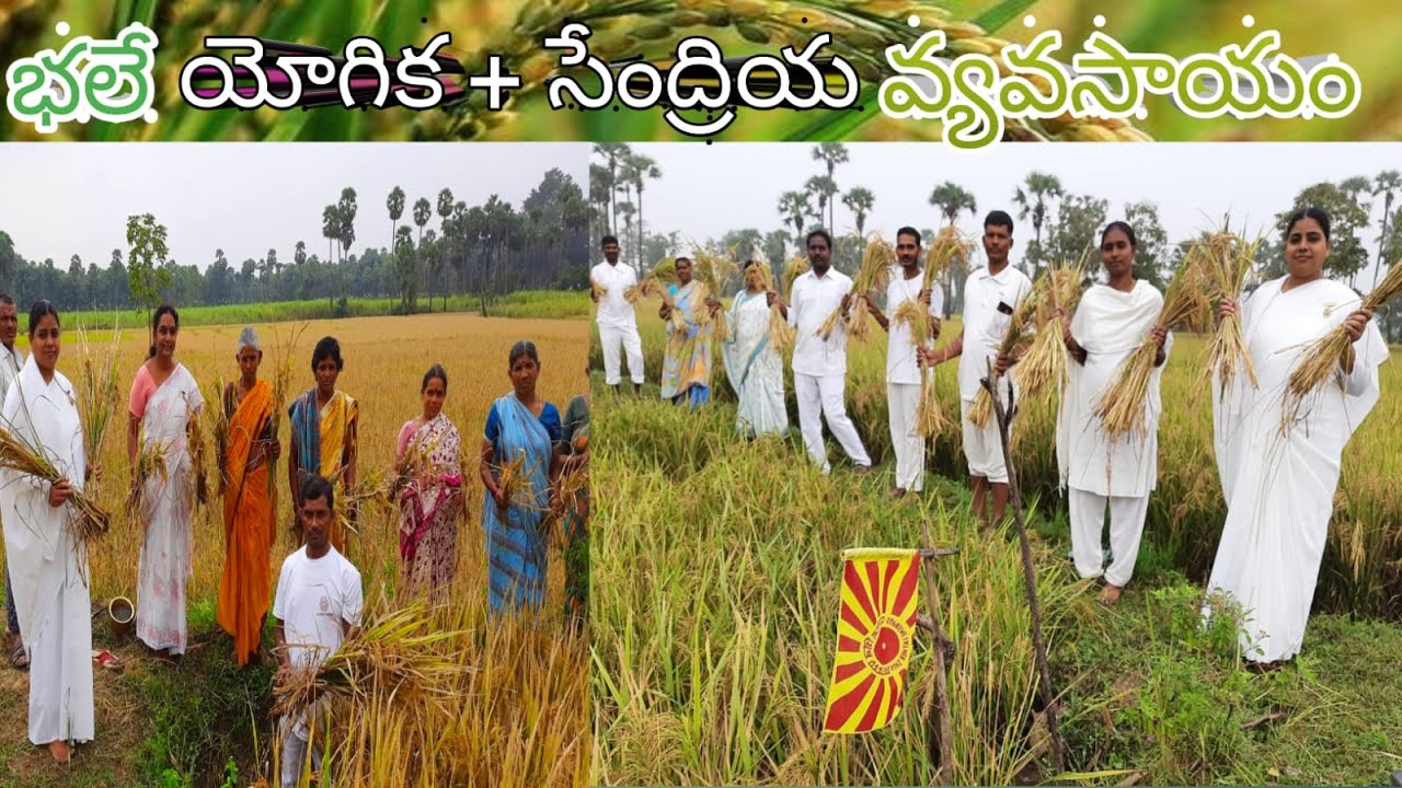 Exploring Nature Yogic Farming||Farmer Experiences and Social ...