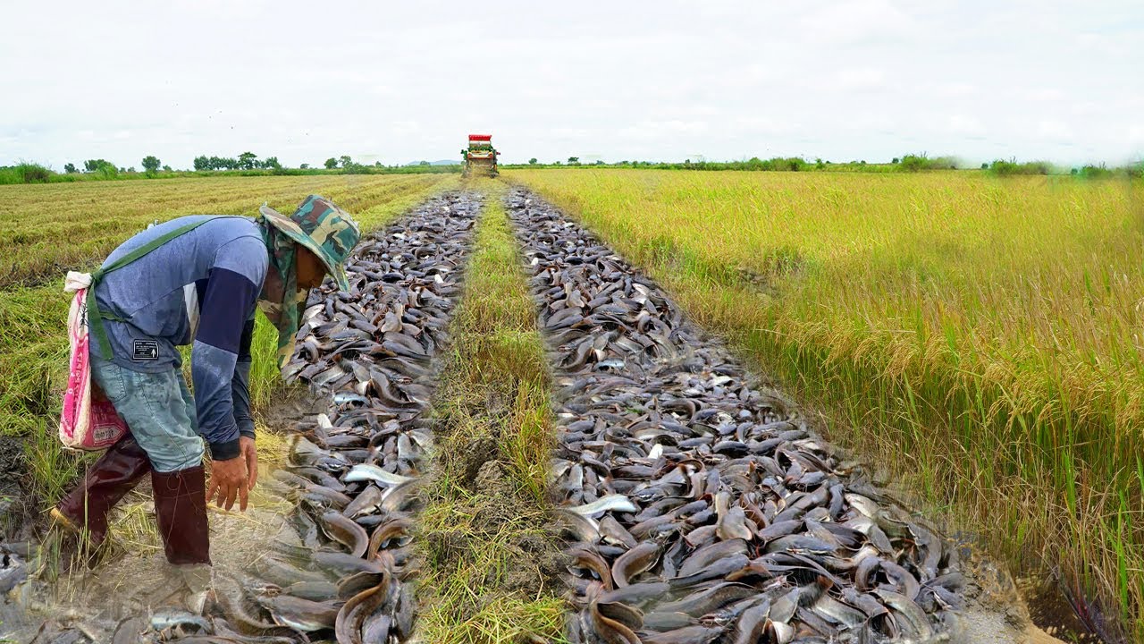 Hands Fishing in Harvest Rice Season , Best Catch Copper Snakehead Fish ...