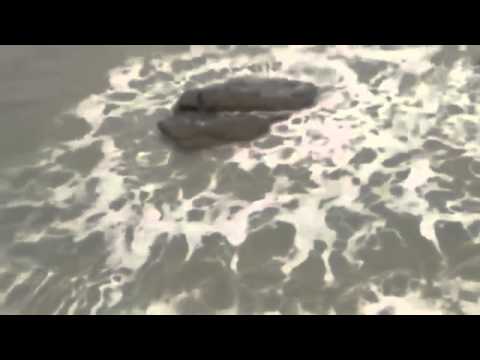 Mermaid in israel ! В израиле нашли русалку ! - YouTube